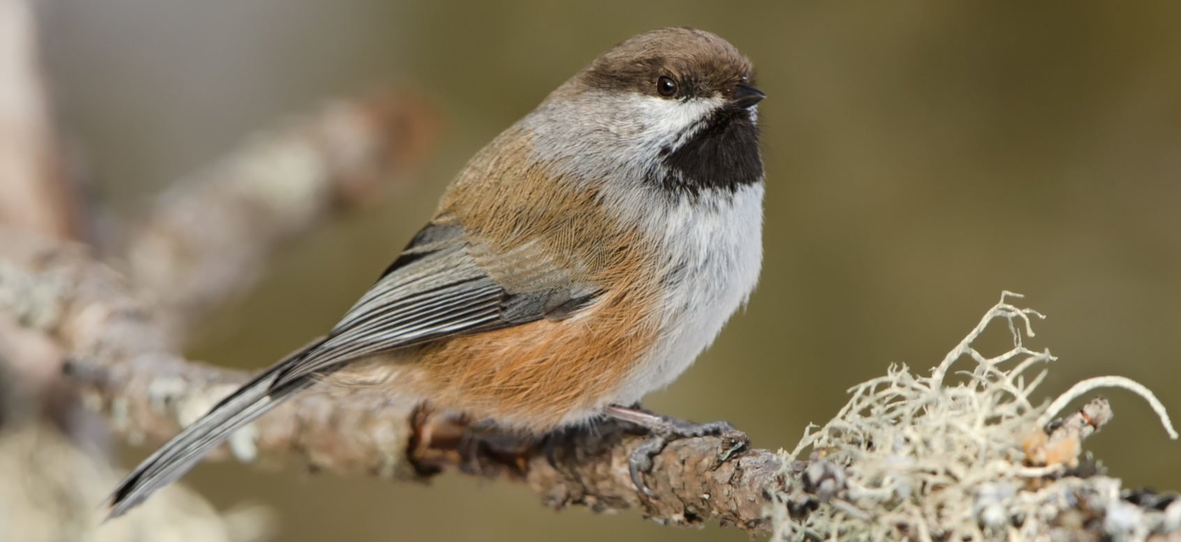 5 Types of Chickadees in the United States! (2025) - Bird Watching HQ