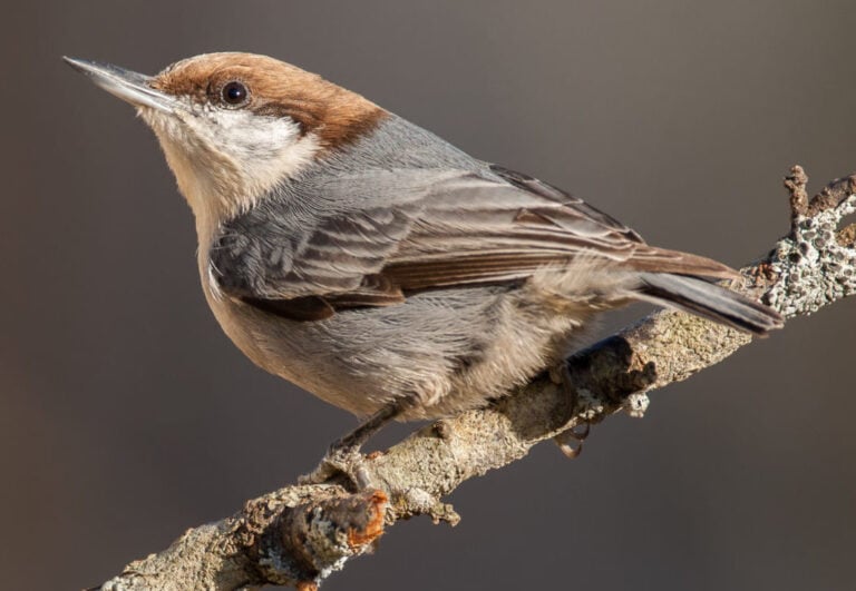 18 SMALL Birds that live in Georgia (2025) - Bird Watching HQ