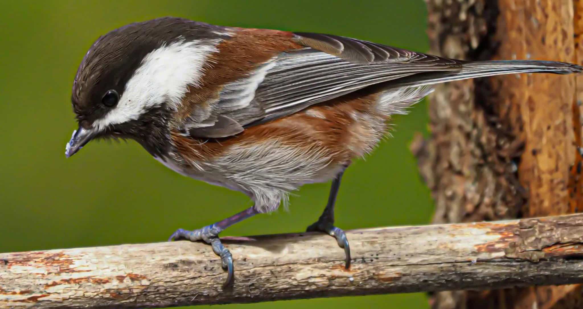 4 Types of Chickadees in Canada! (2024) - Bird Watching HQ