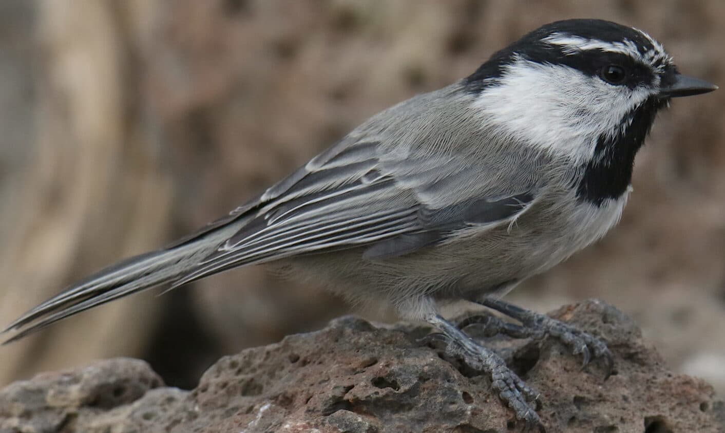 25 SMALL Birds that live in California (2025) - Bird Watching HQ