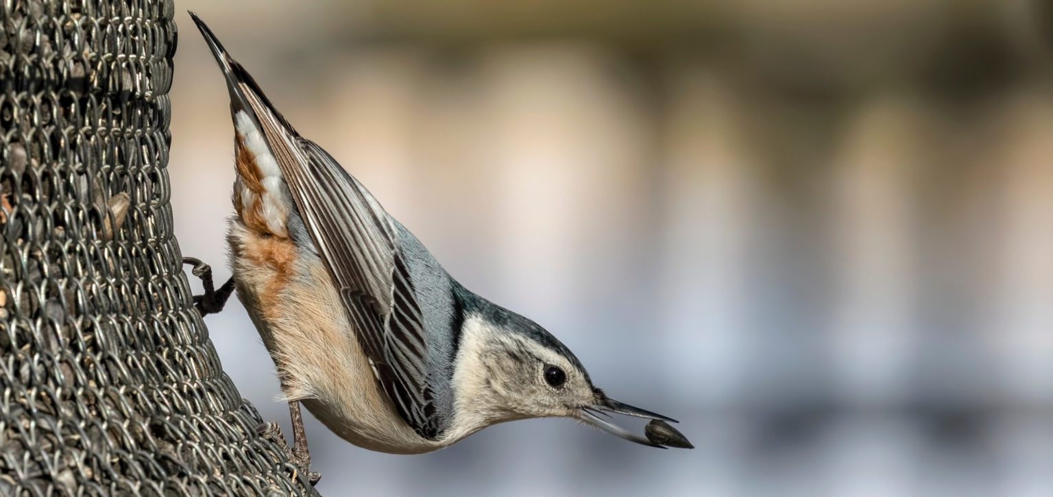 4 Types of Nuthatches in the United States! (2025) - Bird Watching HQ