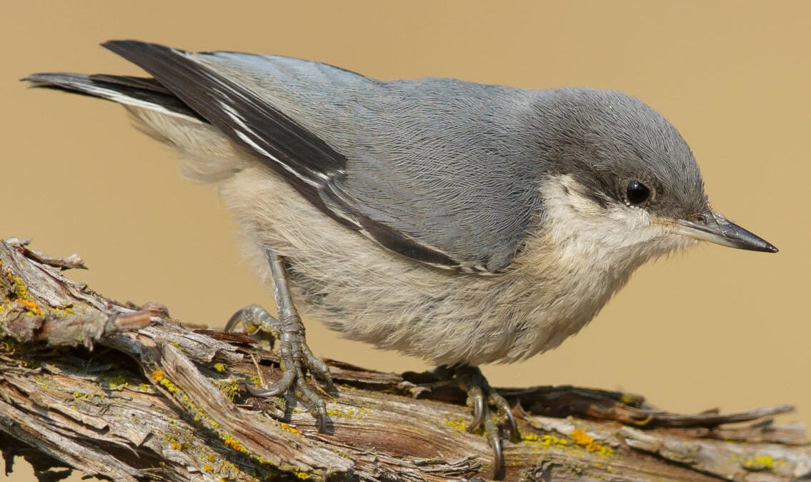 30 SMALL Birds that live in North America (2025) - Bird Watching HQ
