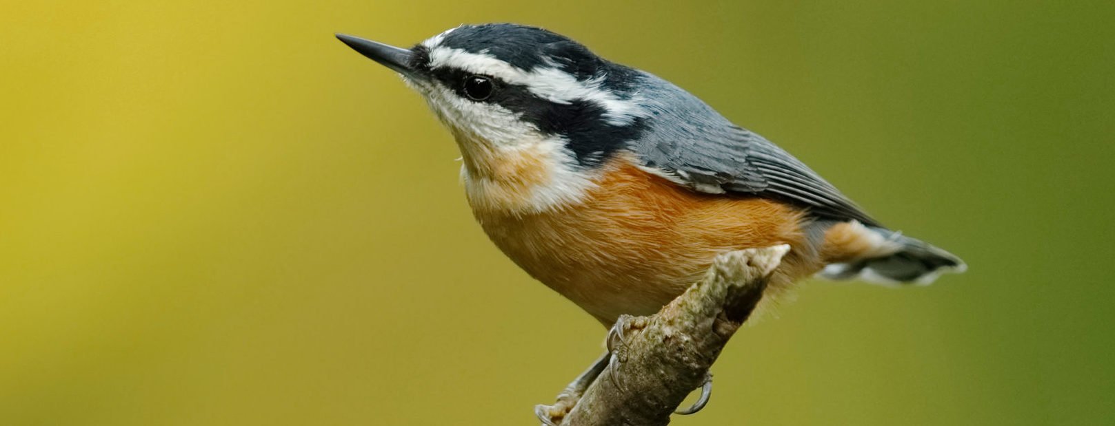 19 MOST Common Birds in Alaska! (2024) - Bird Watching HQ