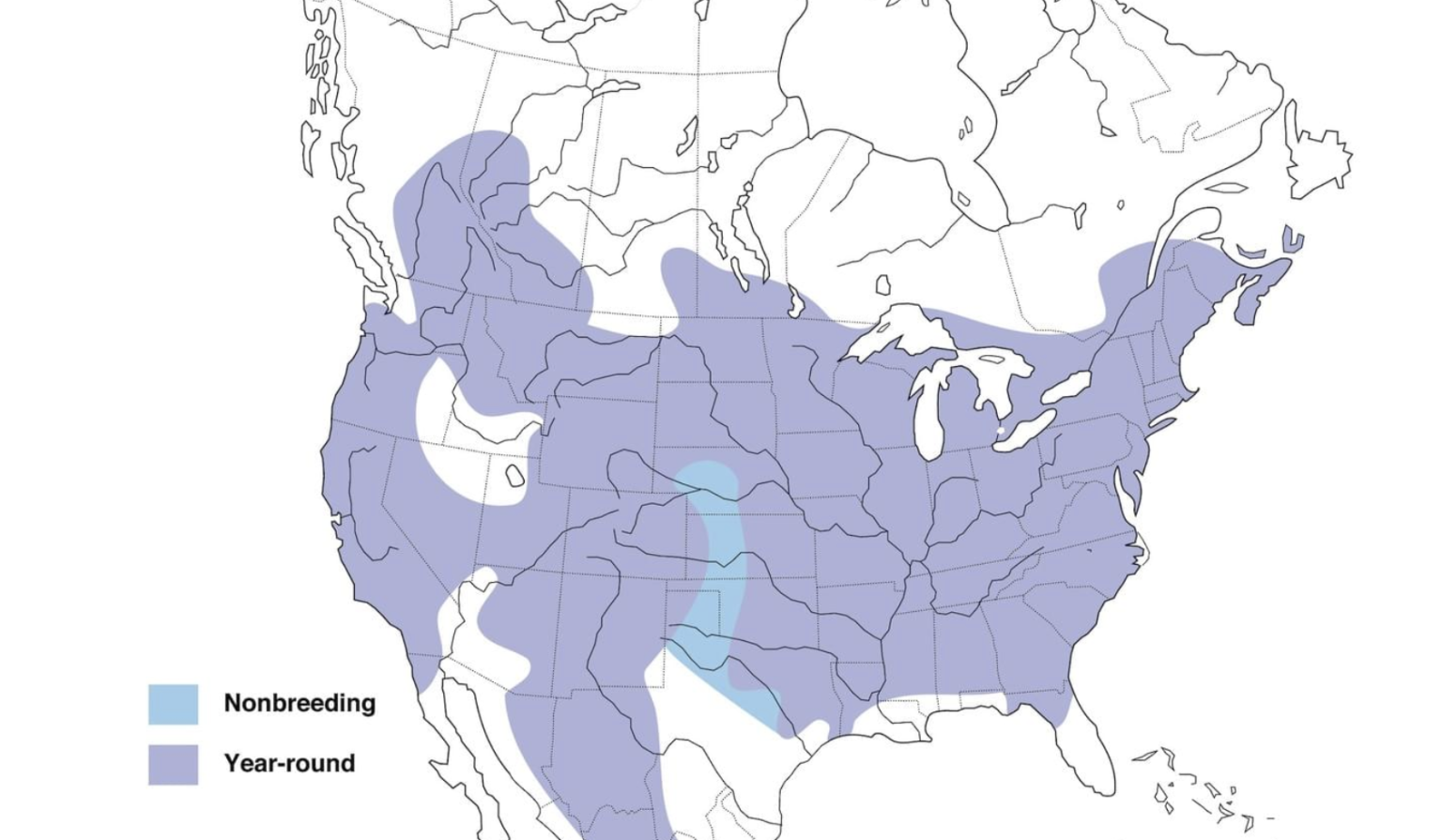 23 SMALL Birds that live in Colorado (2023) - Bird Watching HQ