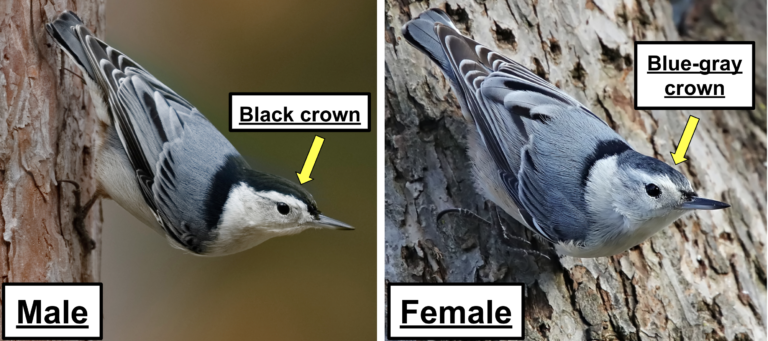 18 SMALL Birds that live in Pennsylvania (2025) - Bird Watching HQ