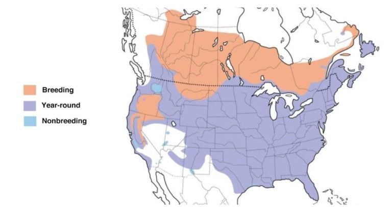 7 Types of Corvids Found in Washington (Crows, jays) - Bird Watching HQ