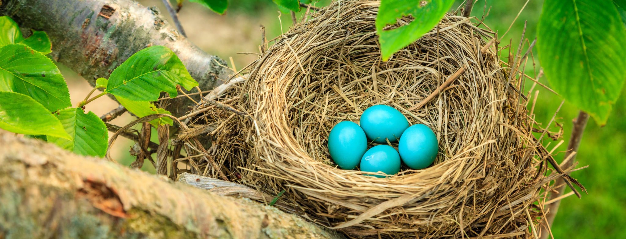 35 MOST Common Birds in Colorado! (2023) - Bird Watching HQ