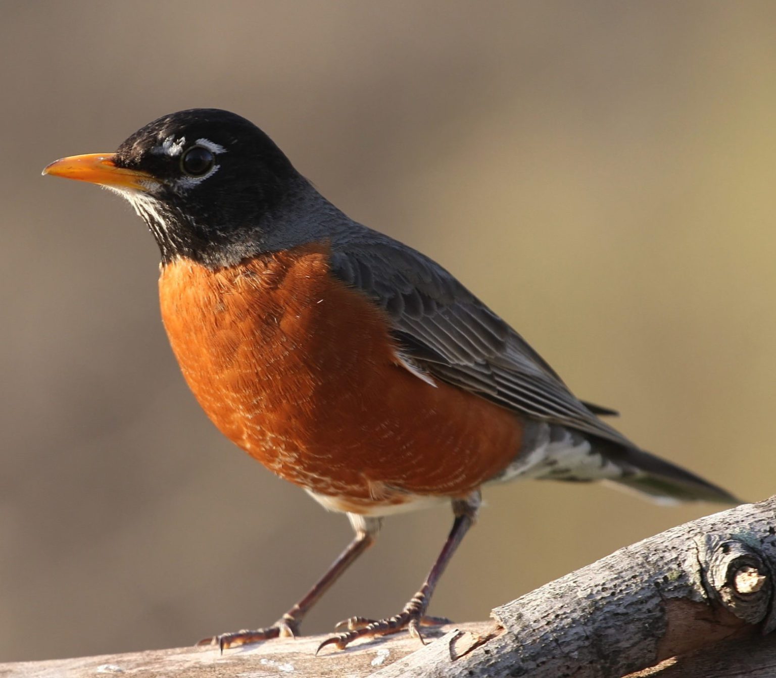 American Robin Calls & Songs (Learn 4 Sounds) - Bird Watching HQ
