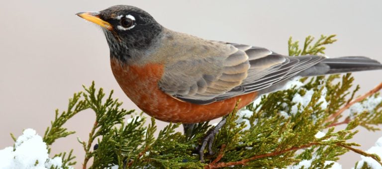 35 MOST Common Birds in Connecticut! (2023) - Bird Watching HQ