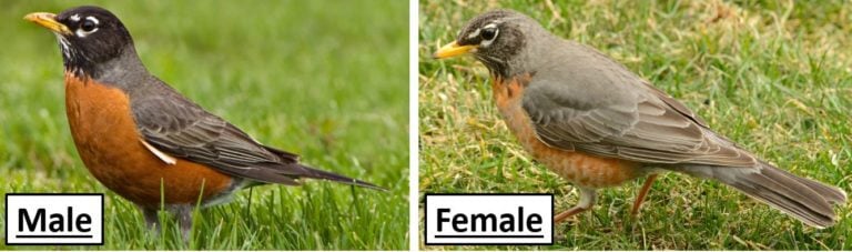 10 MOST Common Birds Found in Portland, OR (2023) - Bird Watching HQ