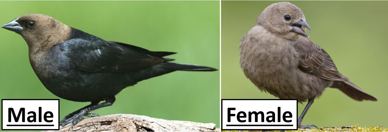 35 MOST Common Birds in Ohio! (2023) - Bird Watching HQ