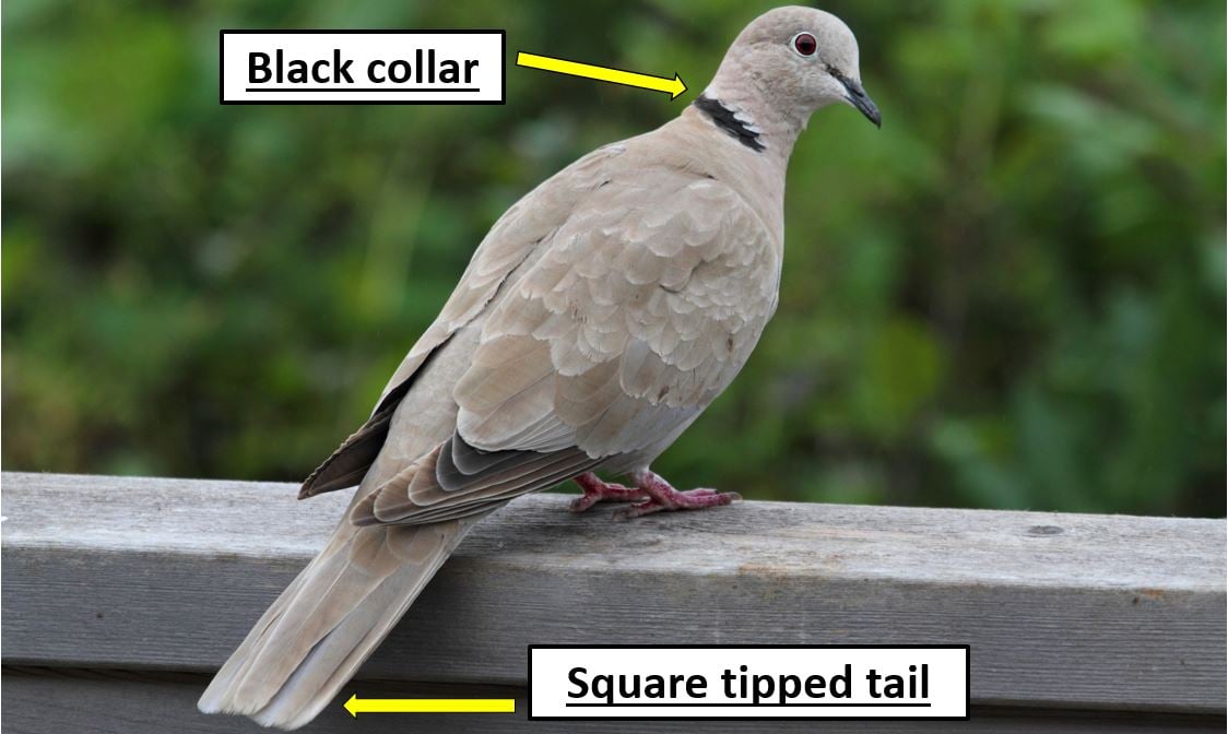 13 Types of BIRDS Found on the Bahamas! (COMMON) - Bird Watching HQ