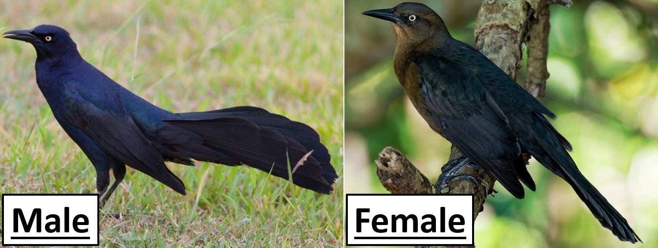 10 MOST Common Birds Found in Austin, TX (2025) - Bird Watching HQ