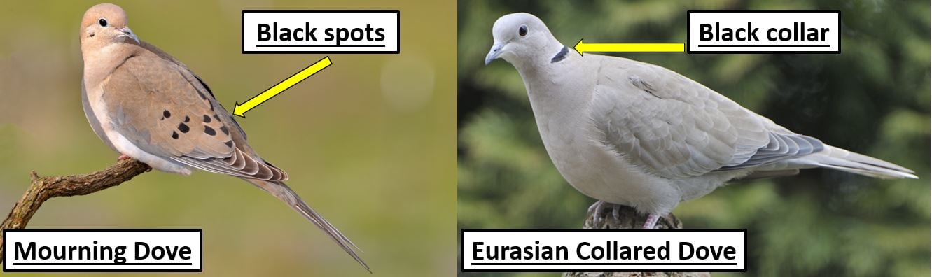 4 Doves (& Pigeons) That Live In British Columbia! - Bird Watching HQ