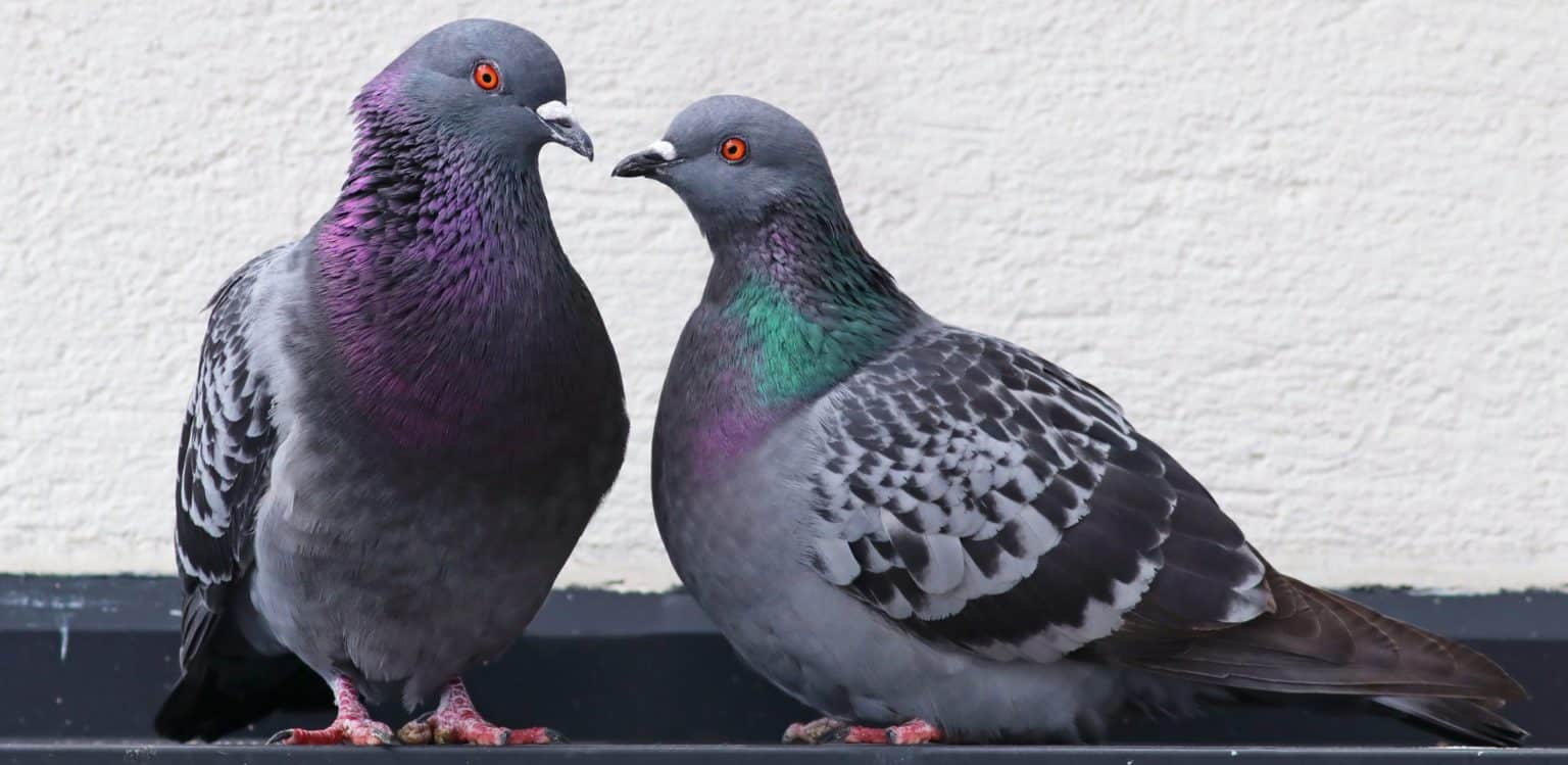 33 MOST Common Birds in Alberta! (2025) - Bird Watching HQ