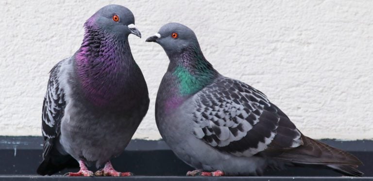 The 33 MOST Common Birds in Washington! (state) - Bird Watching HQ