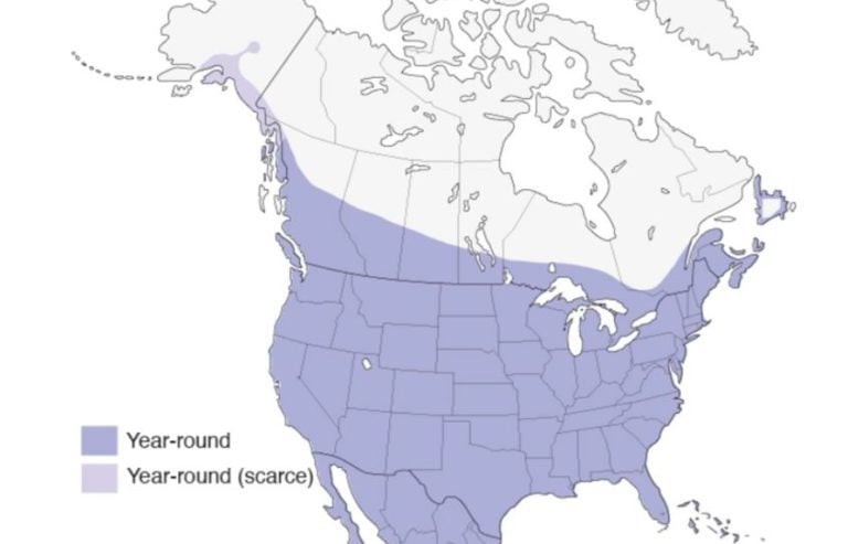 The 34 MOST Common Birds in Delaware! (2023) - Bird Watching HQ