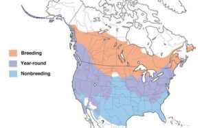 35 MOST Common Birds in Michigan! (2023) - Bird Watching HQ