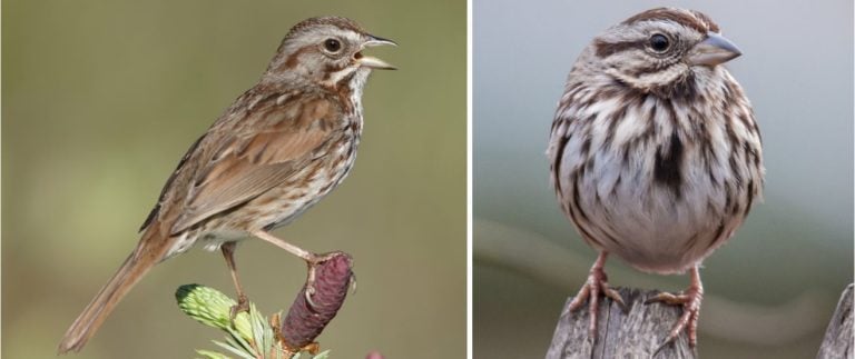 35 MOST Common Birds in Connecticut! (2023) - Bird Watching HQ