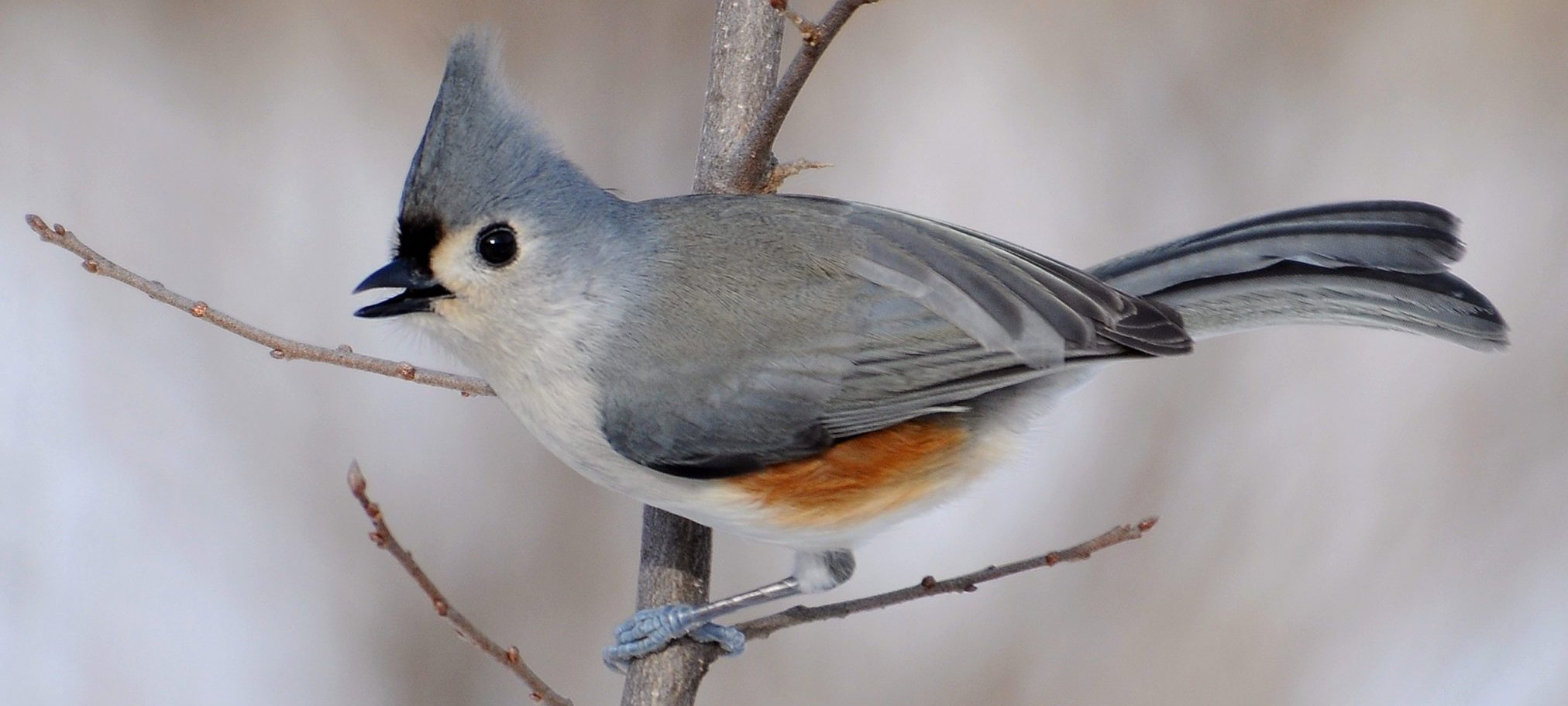 15 Types of GREY Birds Found in the United States (2023) - Bird Watching HQ