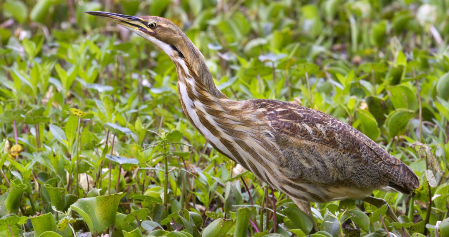35 Water Birds That Live in Ohio! (ID Guide) - Bird Watching HQ