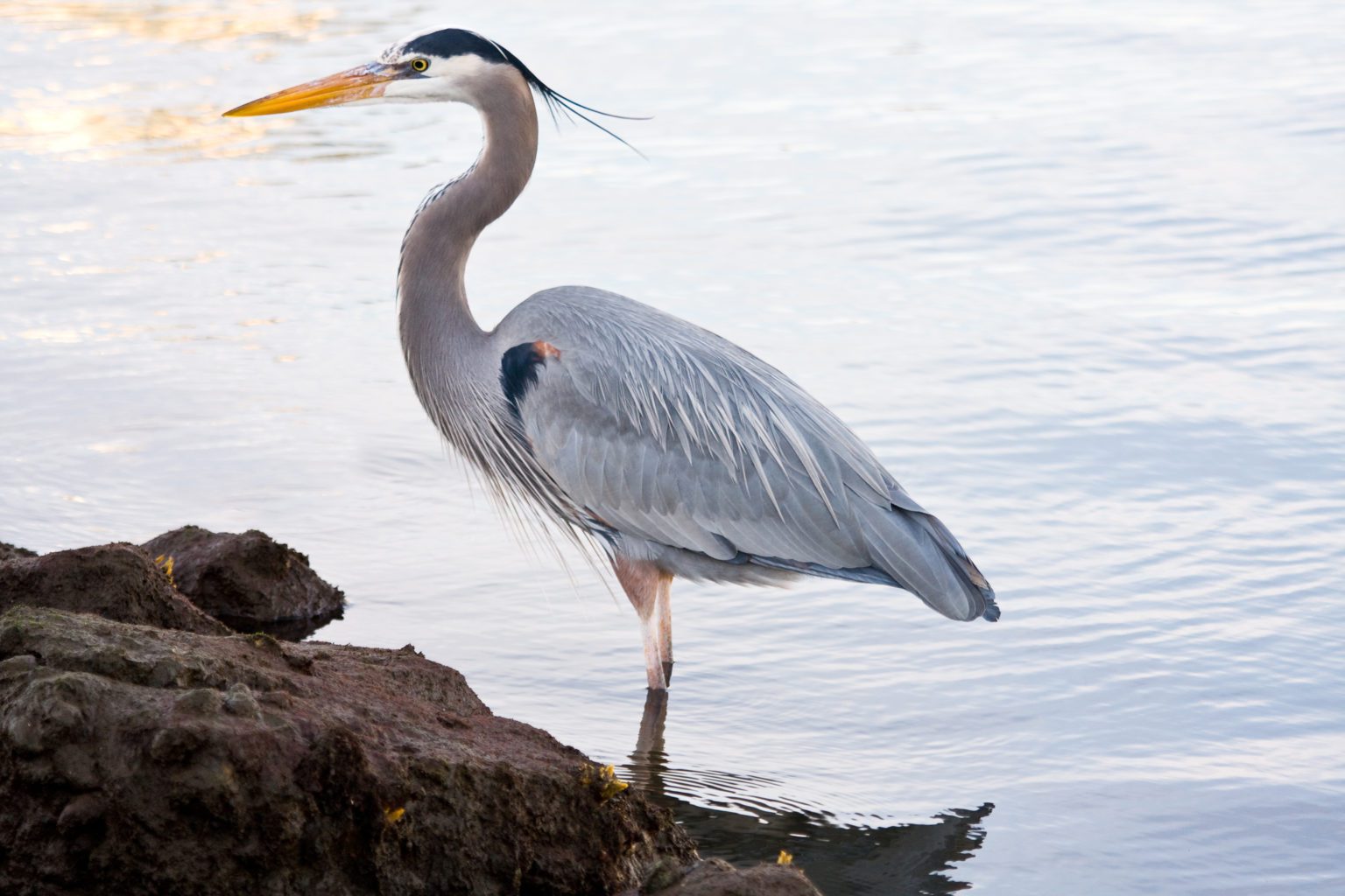 Great Blue Heron Calls (Learn 2 common sounds) - Bird Watching HQ