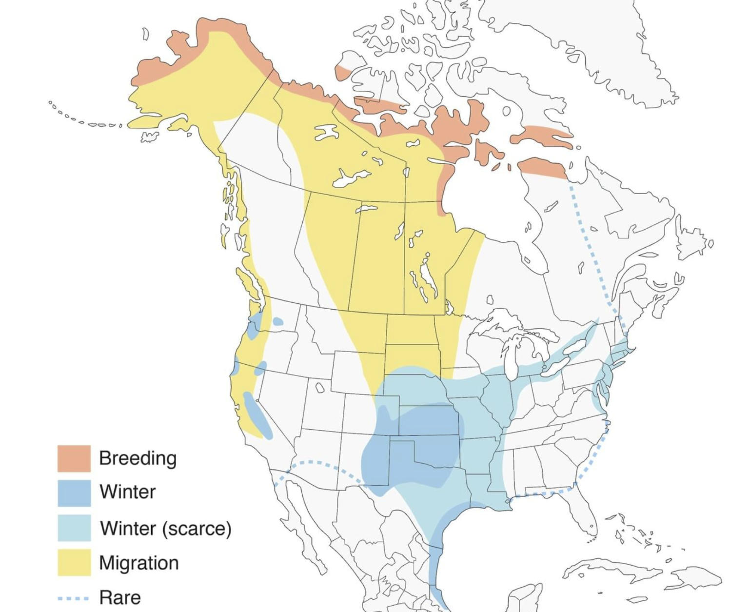11 types of Geese & Swans found in New Jersey! (2025) - Bird Watching HQ