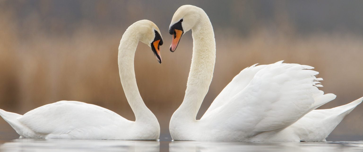 15 Birds That Are WHITE in Canada! (ID Guide) - Bird Watching HQ