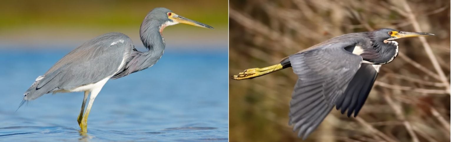 12 Types of Herons Found in Florida (2025) - Bird Watching HQ