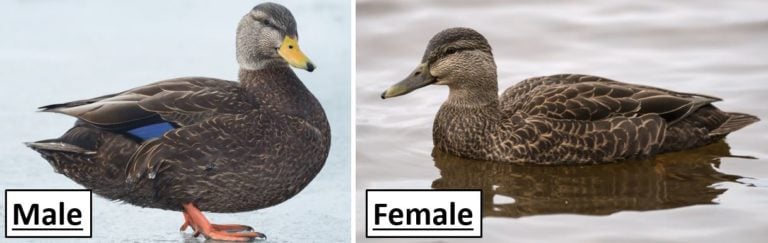 24 Types of Ducks Found in Georgia! (ID Guide) - Bird Watching HQ