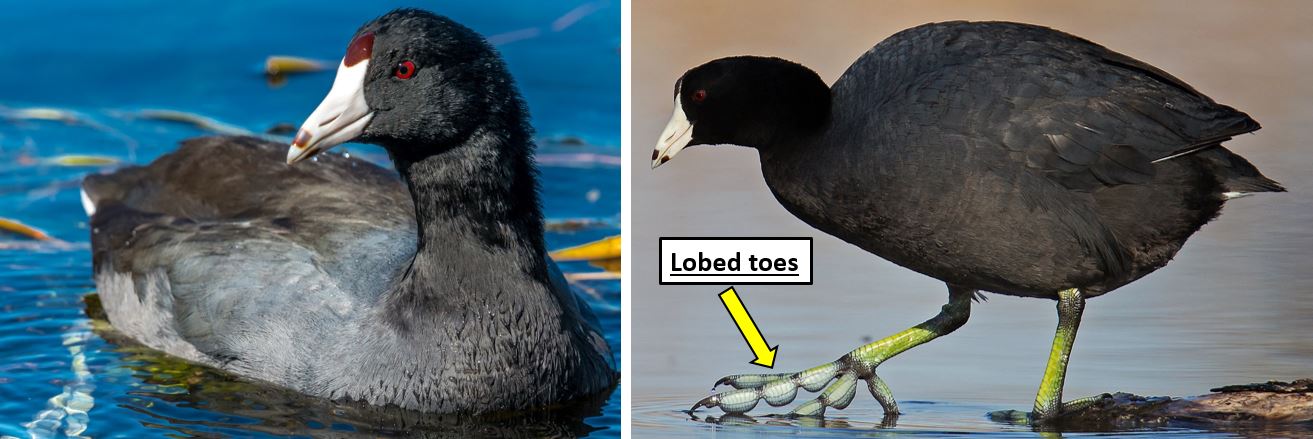 35 Water Birds That Live in Ohio! (ID Guide) - Bird Watching HQ