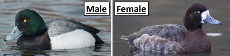 27 Types of DUCKS That Live in Europe! (2023) - Bird Watching HQ