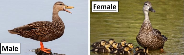 25 Types of Ducks Found in Florida! (ID Guide) - Bird Watching HQ