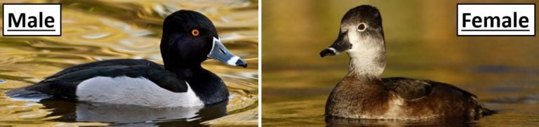 24 Types of Ducks Found in Minnesota! (ID Guide) - Bird Watching HQ