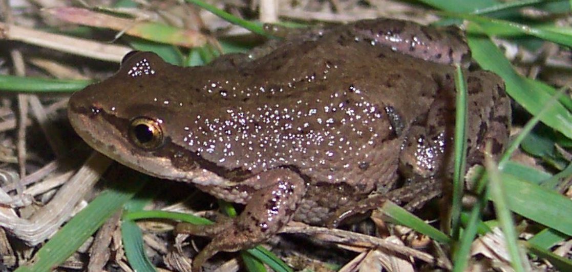 6 Types of Frogs Found in Colorado! (ID Guide) - Bird Watching HQ