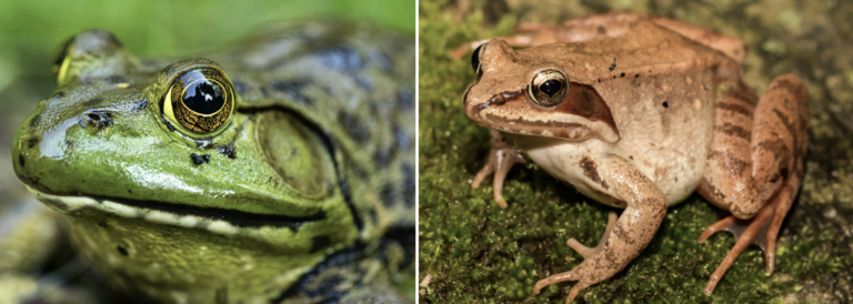 12 Types of Frogs Found in Indiana! (ID Guide) - Bird Watching HQ