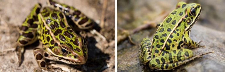 12 Types of Frogs Found in Indiana! (ID Guide) - Bird Watching HQ