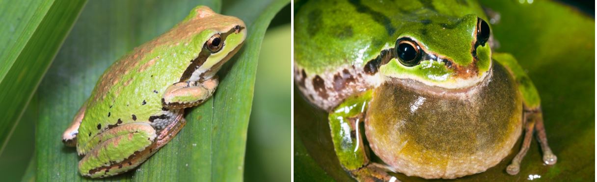 3 Types of Tree Frogs Found in Canada! (ID Guide) - Bird Watching HQ