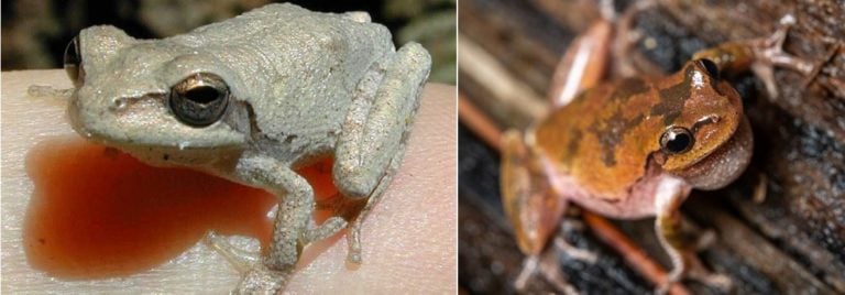 20 Types of Frogs Found in Alabama! (ID Guide) - Bird Watching HQ