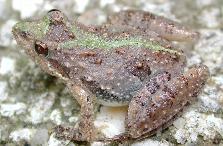 9 Types of Tree Frogs Found in North Carolina! (ID Guide) - Bird ...