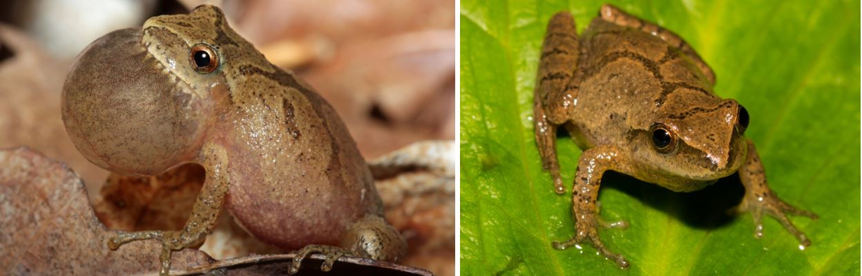 10 Types of Frogs Found in Delaware! (ID Guide) - Bird Watching HQ