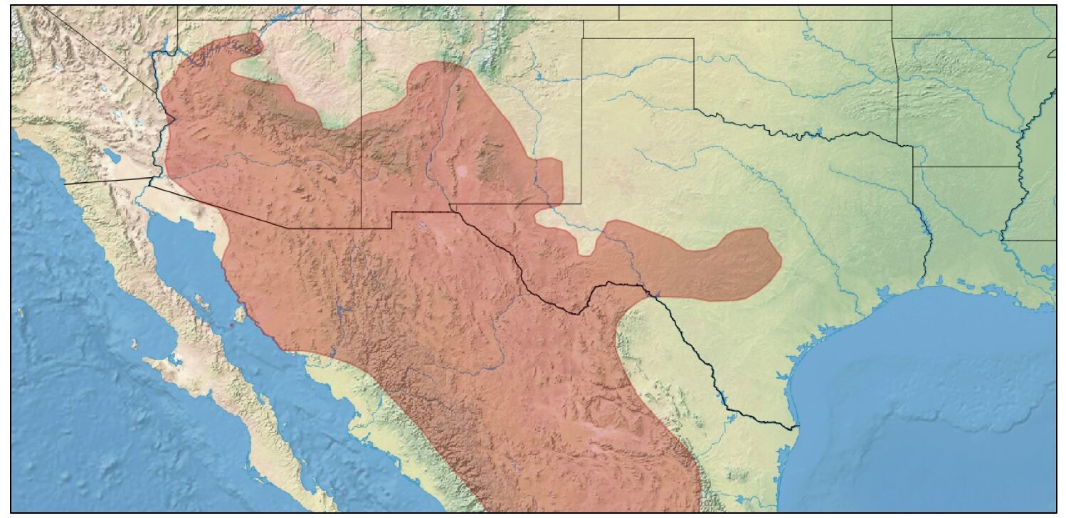 19 Types of RATTLESNAKES in the USA! (ID Guide) - Bird Watching HQ