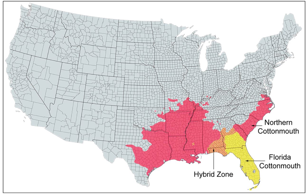 52 Types of SNAKES That Live in Texas! (ID Guide) - Bird Watching HQ