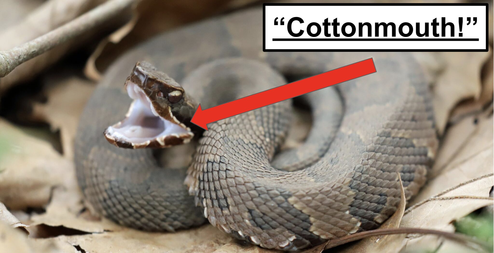 30 Most DANGEROUS Animals in Oklahoma! (2024) - Bird Watching HQ