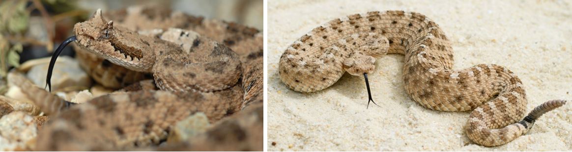 6 Types of Rattlesnakes in Nevada! (ID Guide) - Bird Watching HQ
