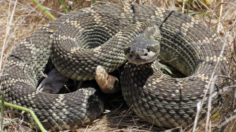 28 Types of SNAKES That Live in Canada! (ID Guide) - Bird Watching HQ