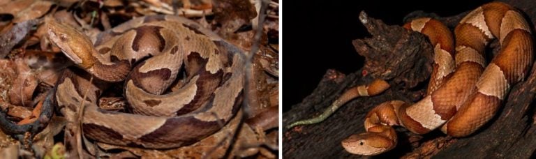 19 Types of SNAKES That Live in New Jersey! (ID Guide) - Bird Watching HQ