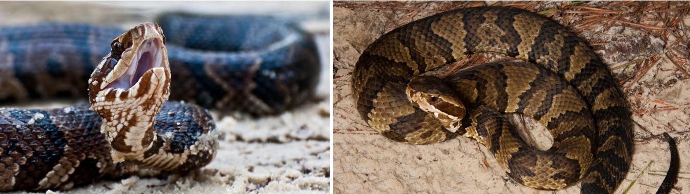 52 Types of SNAKES That Live in Texas! (ID Guide) - Bird Watching HQ