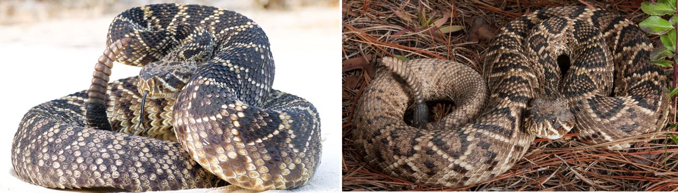 185 Types of SNAKES Found Across the World! (2025) - Bird Watching HQ