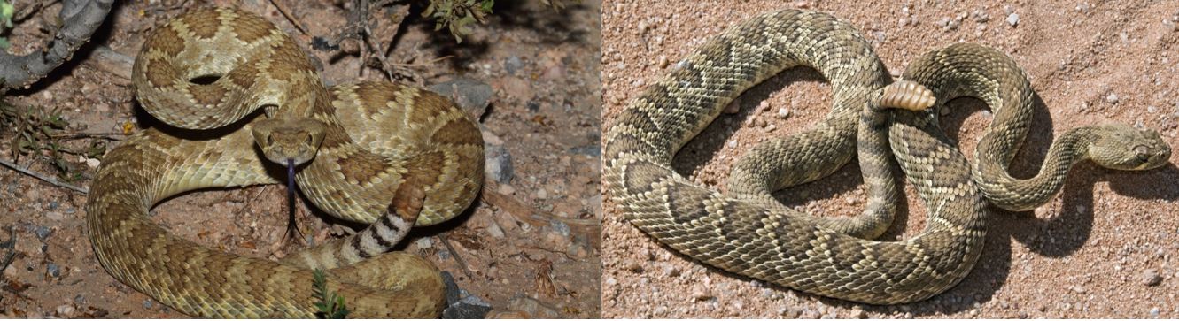 6 Types of Rattlesnakes in Nevada! (ID Guide) - Bird Watching HQ
